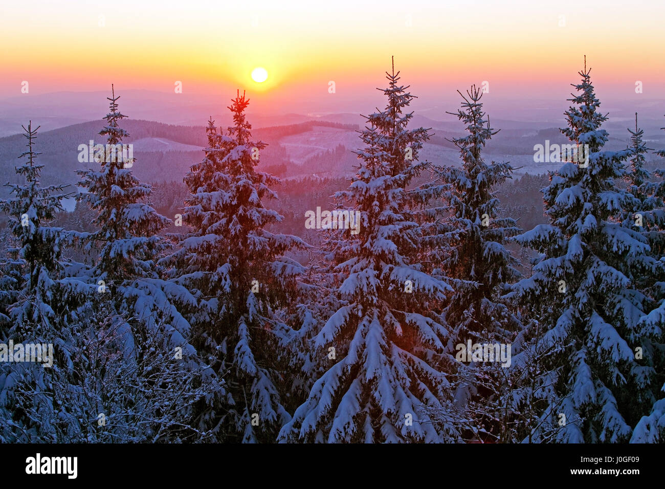 Snow covered spruce trees at sunset in winter, backlit, near ...