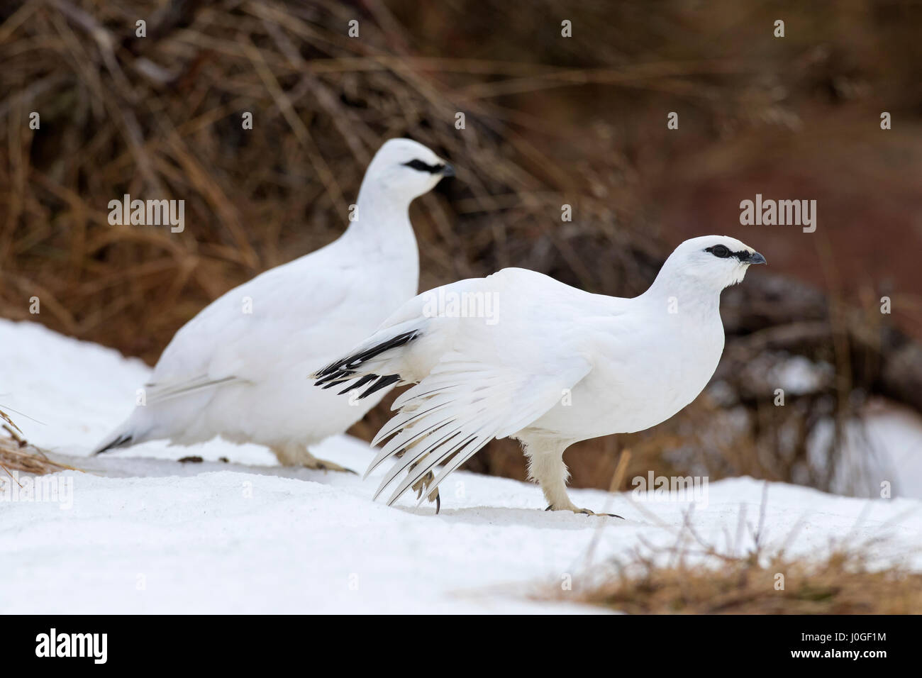 Two rock ptarmigans (Lagopus muta / Lagopus mutus) in winter plumage ...