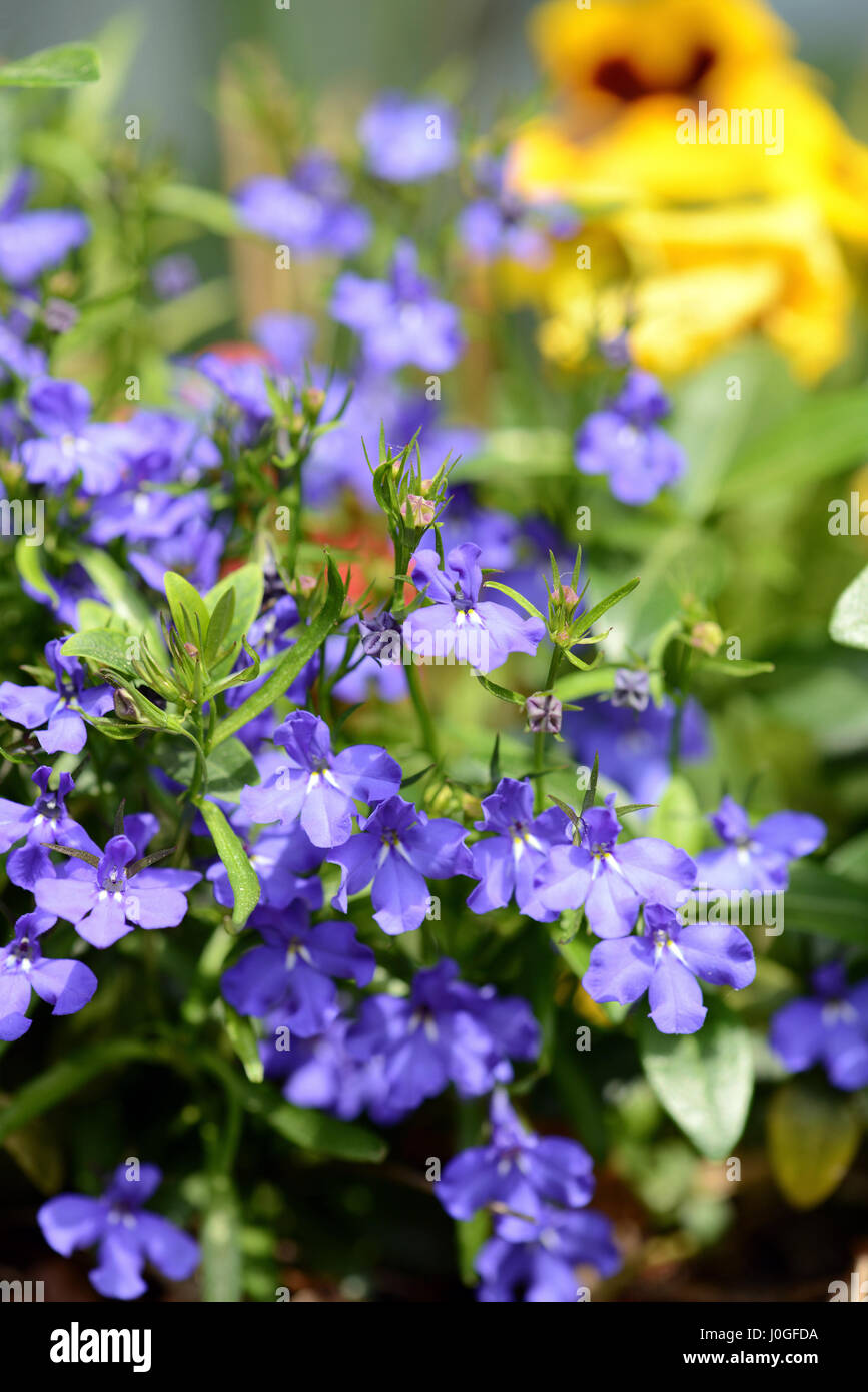 blue lobelia flower in summer Stock Photo - Alamy