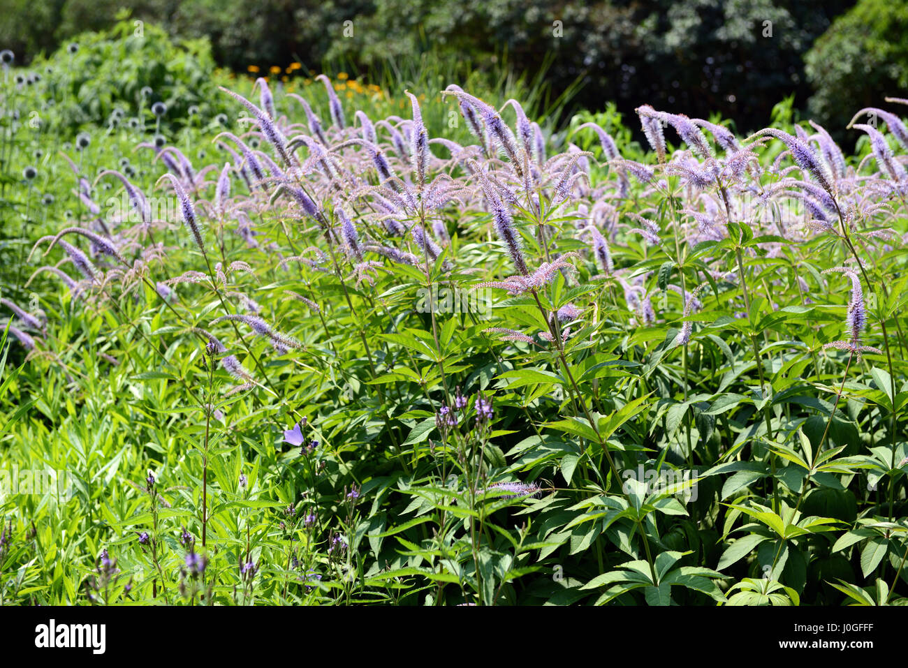blue purple Speedwell (Veronica spicata) flower Stock Photo - Alamy