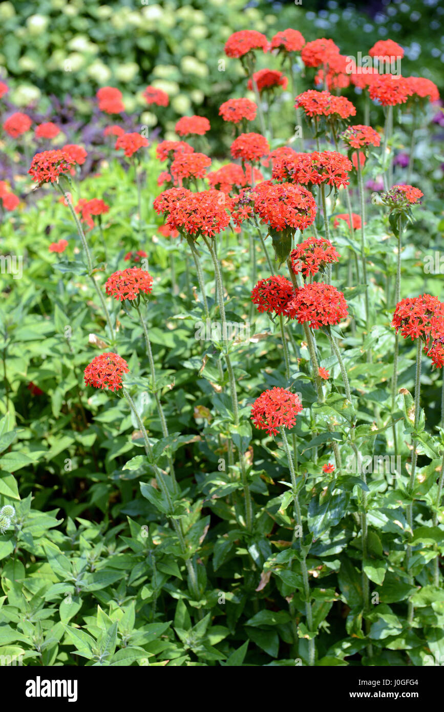 red vervain flower in flowerbed. summer time Stock Photo - Alamy