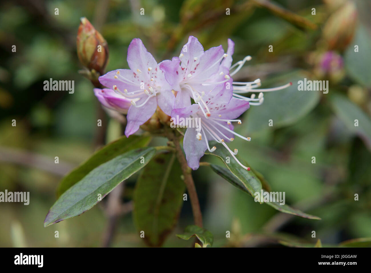 American rhododendron hi-res stock photography and images - Alamy