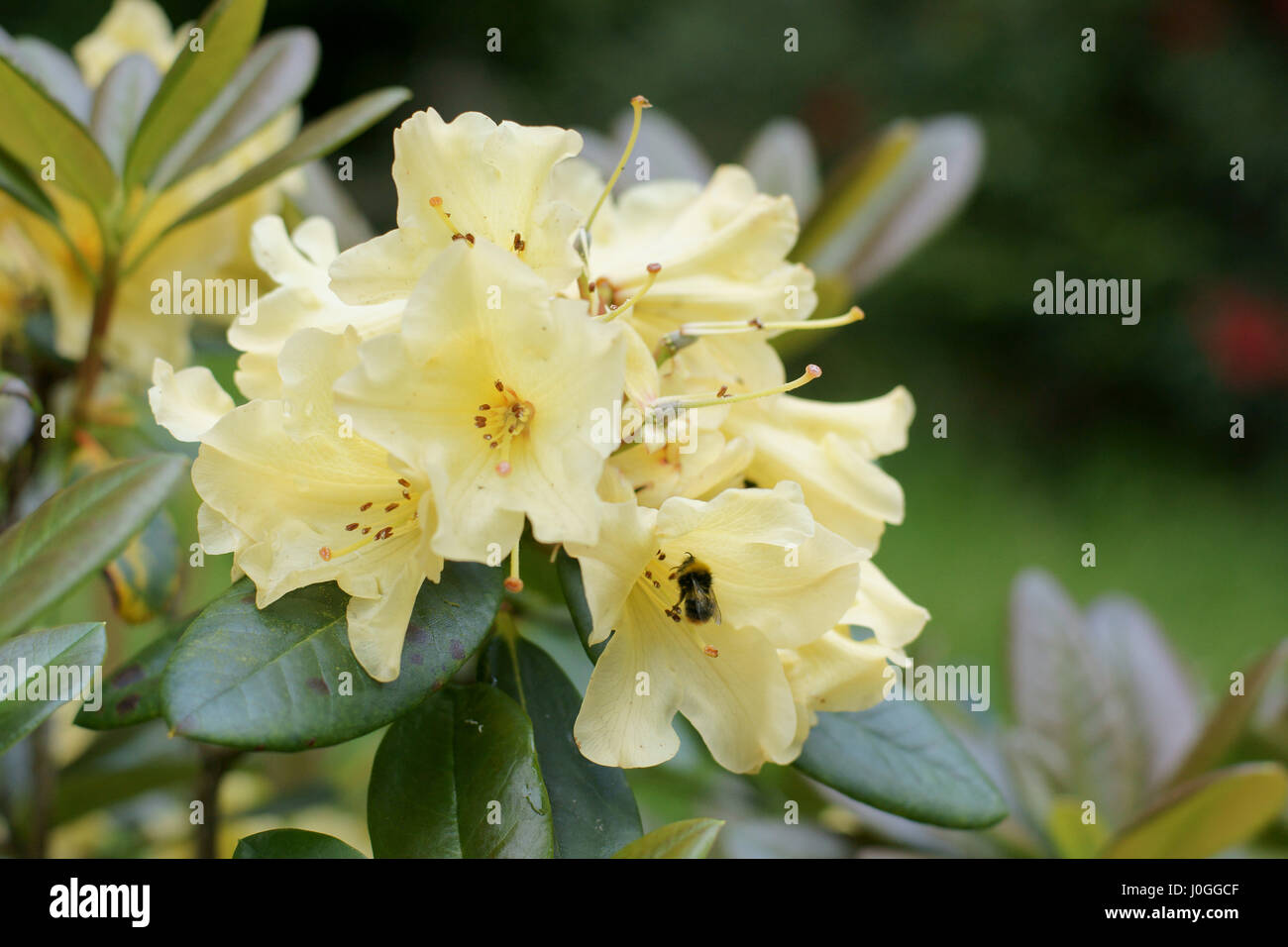 Rhododendron 'Nancy Evans' Stock Photo - Alamy