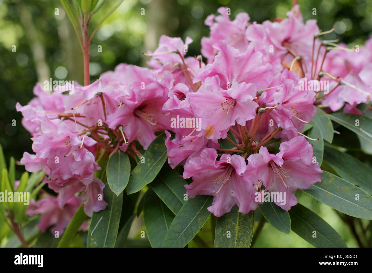 Rhododendron nioni hi-res stock photography and images - Alamy