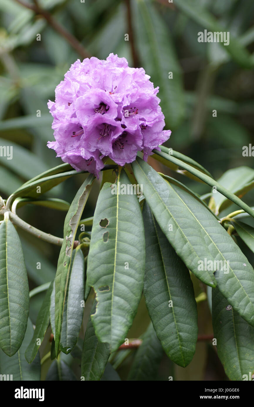 Rhododendron hi-res stock photography and images - Alamy