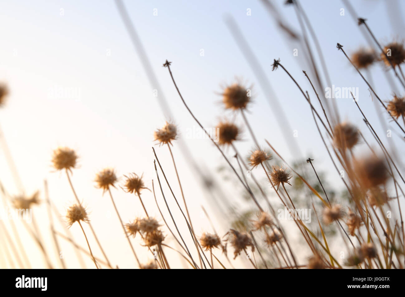 Beautiful sunrise light through thorn or bur flowers and grass Stock ...