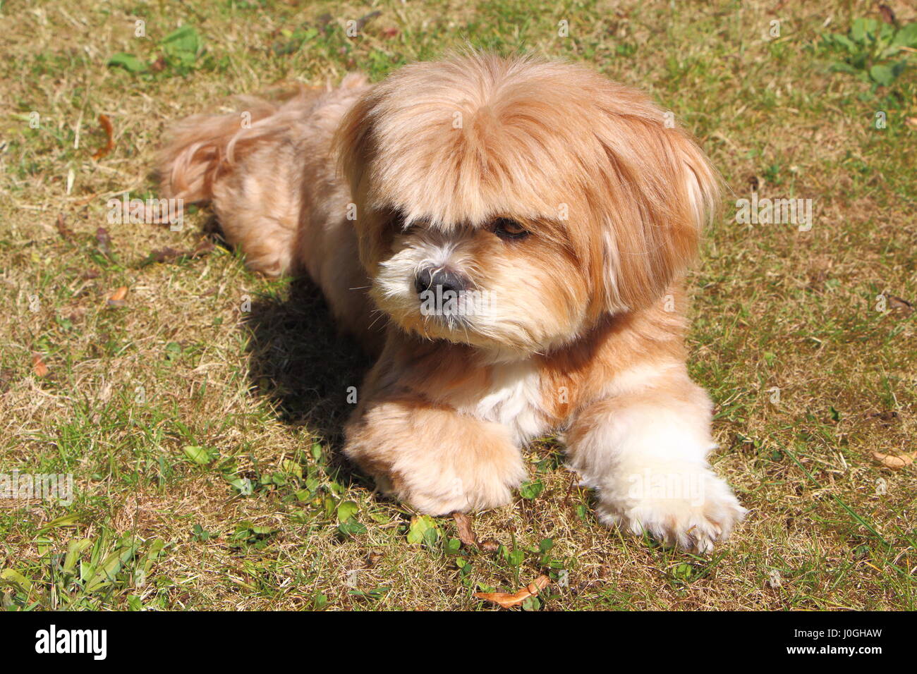 Lhasa Apso laying down on grass Stock Photo - Alamy