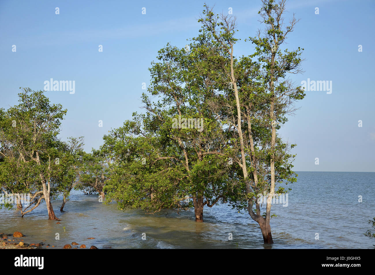 Mangrove trees along the shore in the sea Stock Photo - Alamy