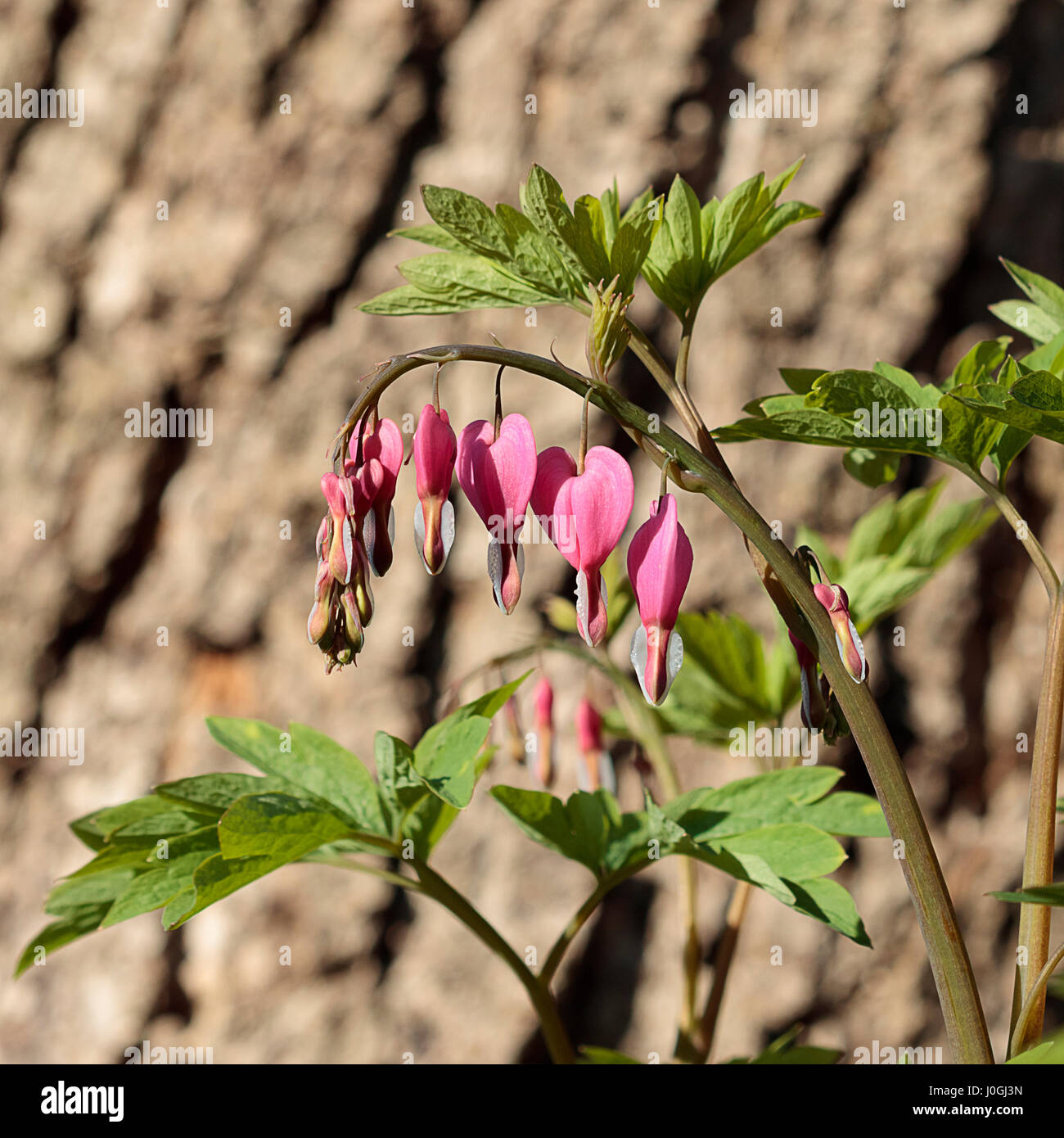 Bleeding hearts hi-res stock photography and images - Alamy