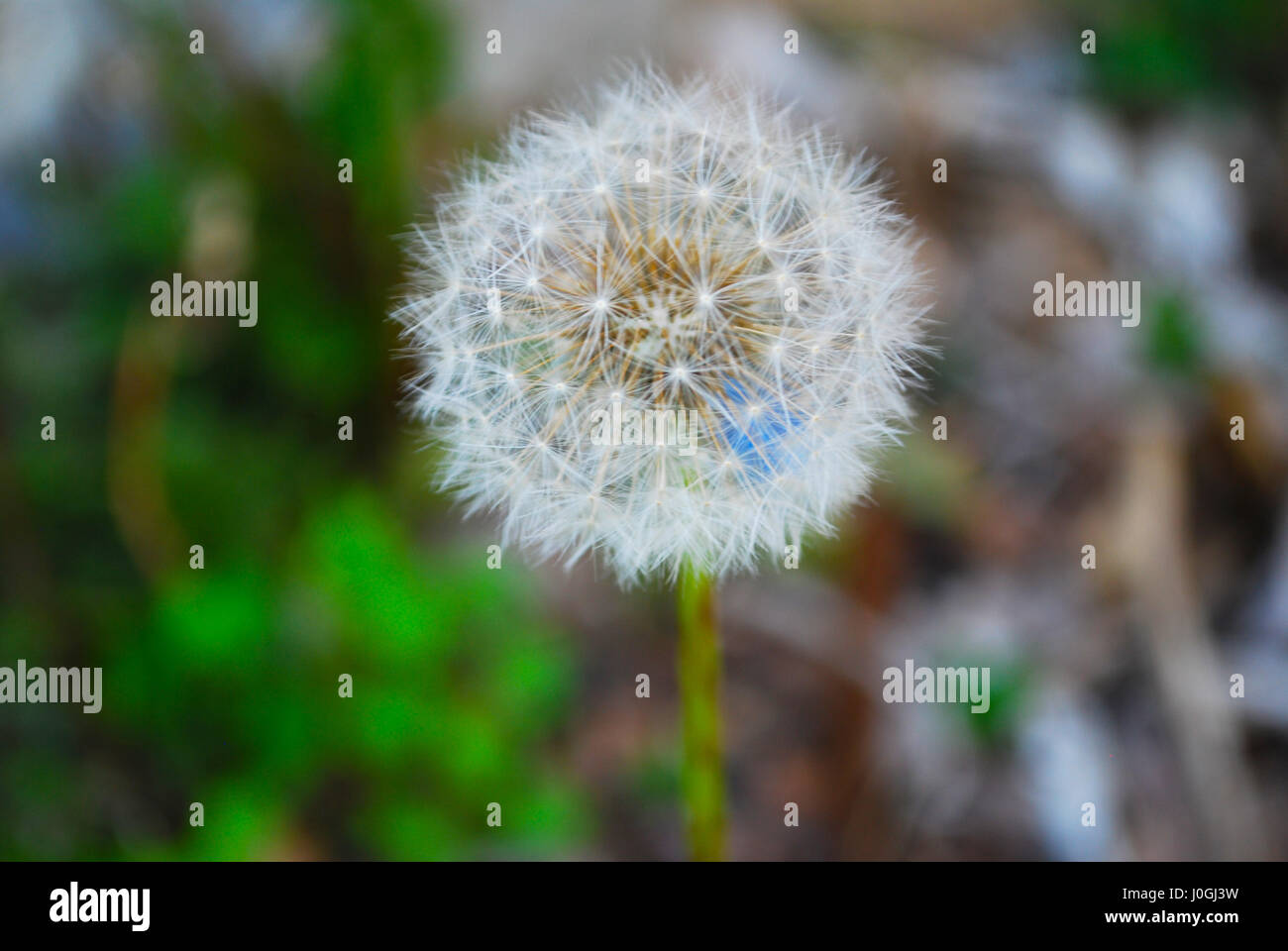 A Dandelion Seed Head- Make a Wish! Stock Photo - Alamy