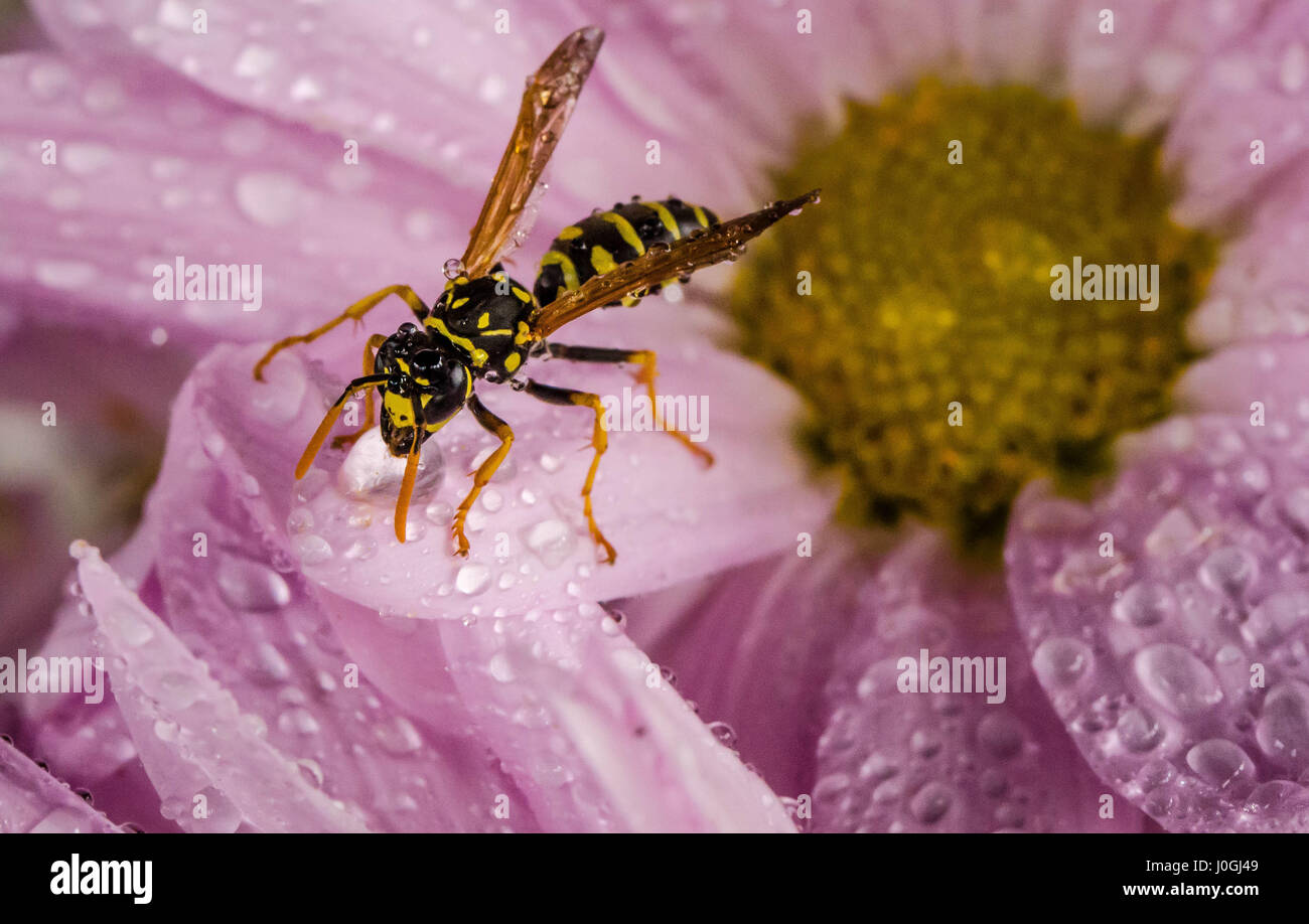 Bugs close up hi-res stock photography and images - Alamy