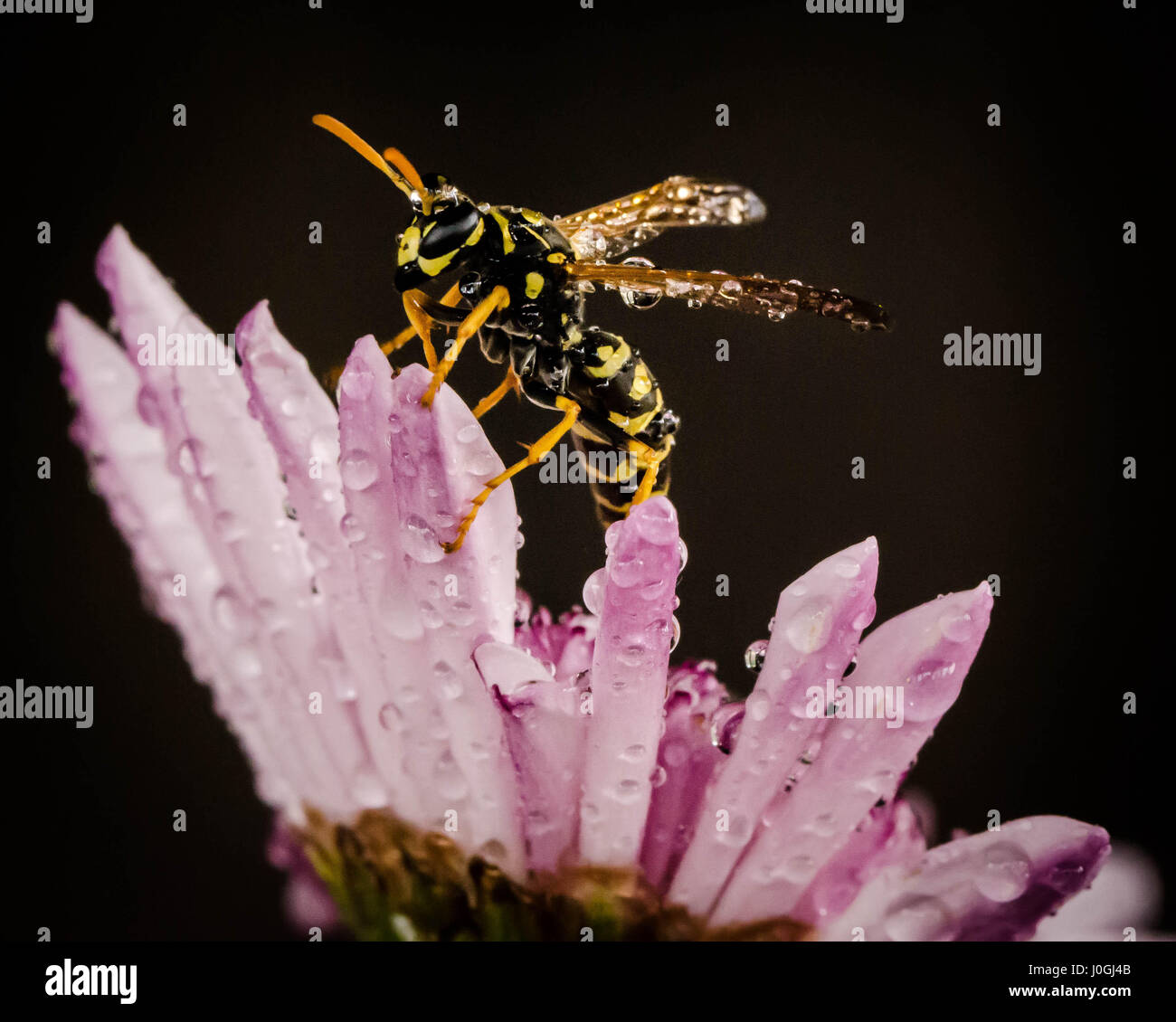 Bugs close up hi-res stock photography and images - Alamy