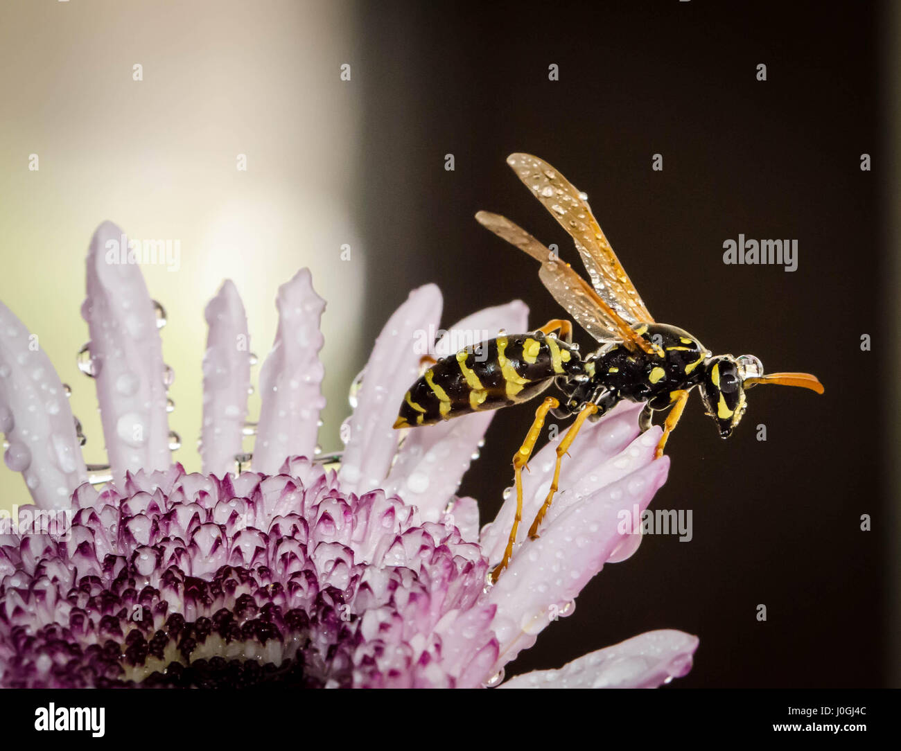 Bugs up close hi-res stock photography and images - Alamy