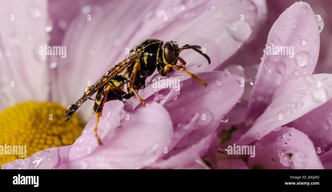 Bugs insects animals hi-res stock photography and images - Alamy