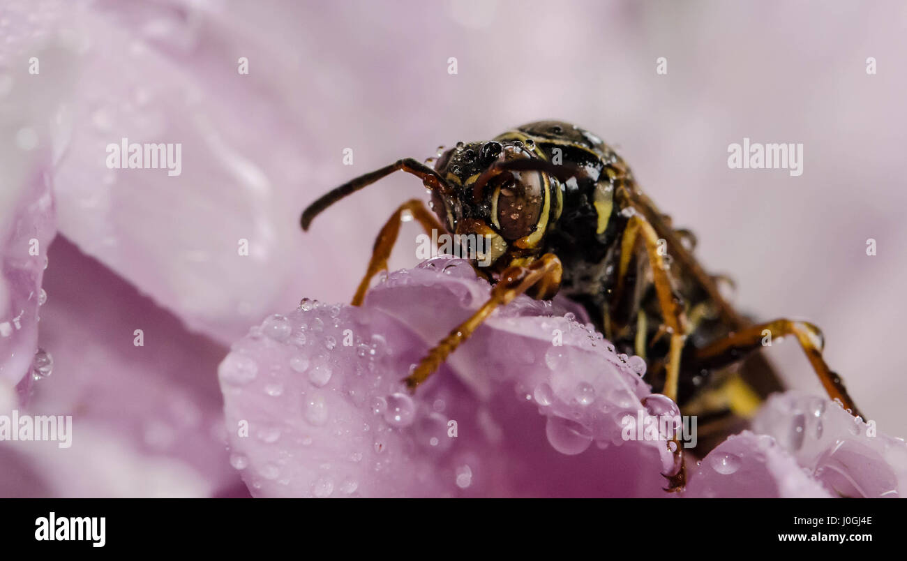 Bugs insects animals hi-res stock photography and images - Alamy