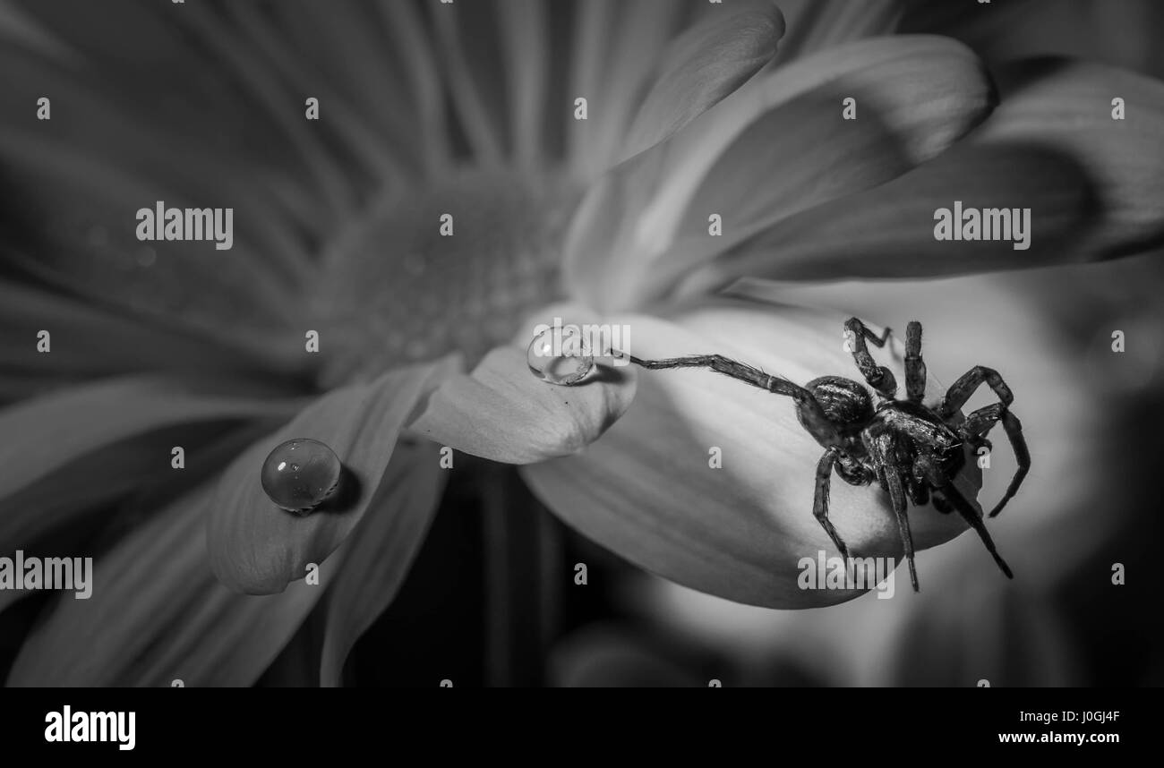 Black and white bugs hi-res stock photography and images - Alamy