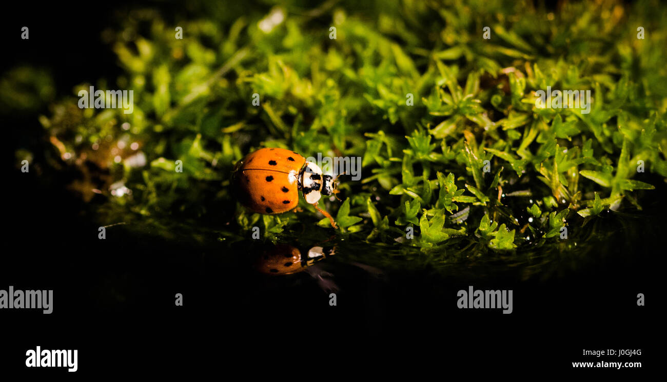 Backyard insects hi-res stock photography and images - Alamy