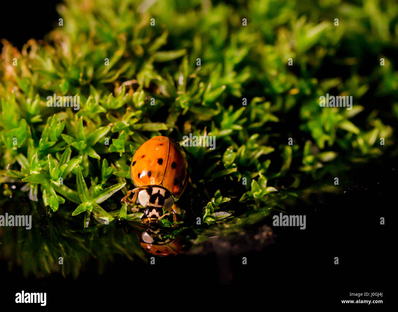 Busy with insects hi-res stock photography and images - Alamy
