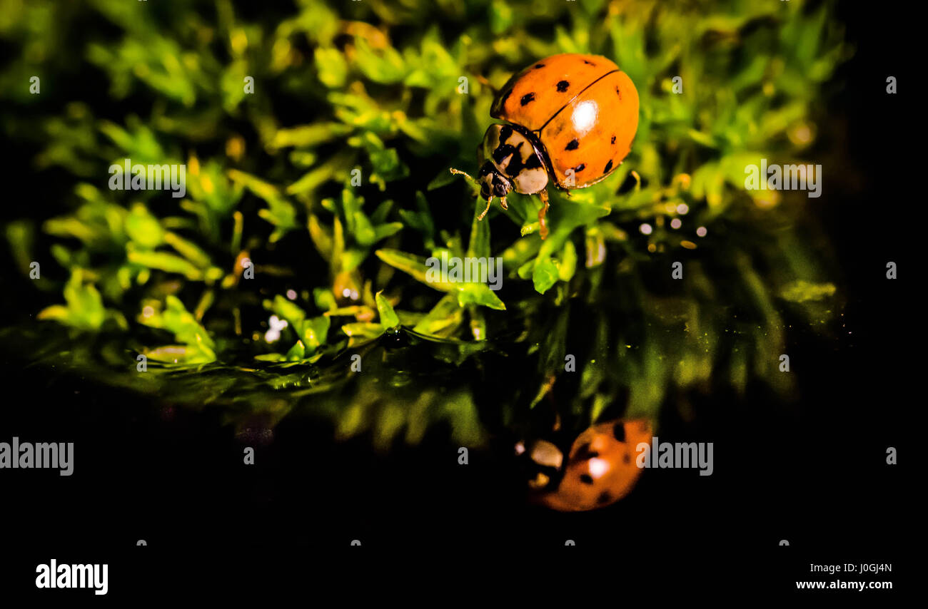 Backyard pests hi-res stock photography and images - Alamy
