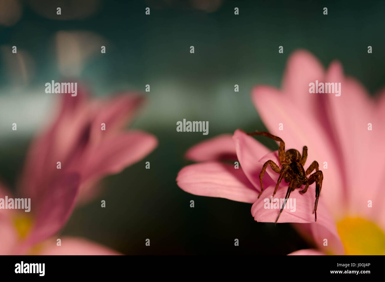 Very busy spider hi-res stock photography and images - Alamy