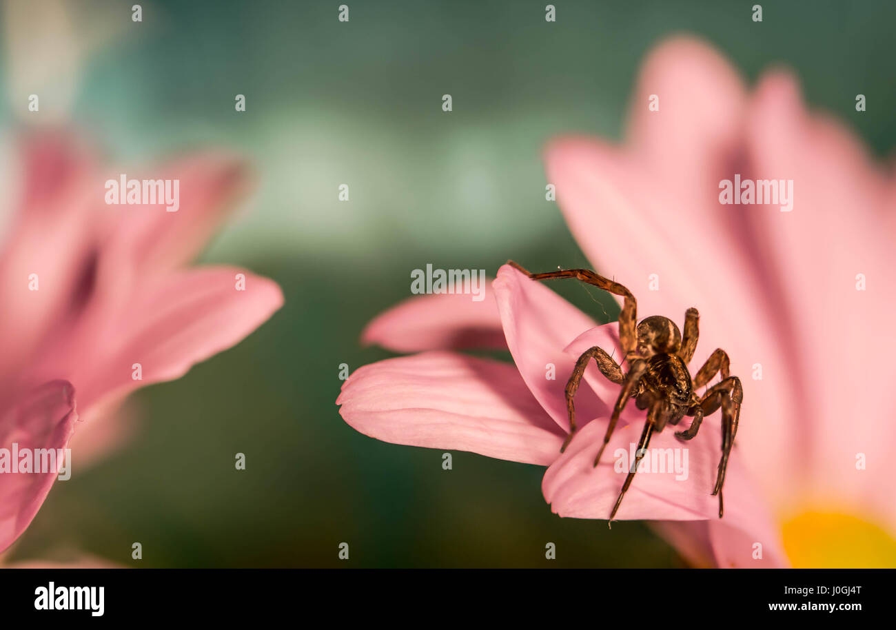 Very Busy Spider High Resolution Stock Photography and Images - Alamy