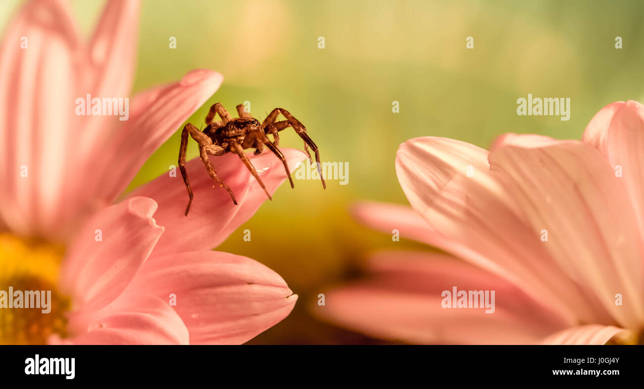 Spiders and bugs hi-res stock photography and images - Alamy