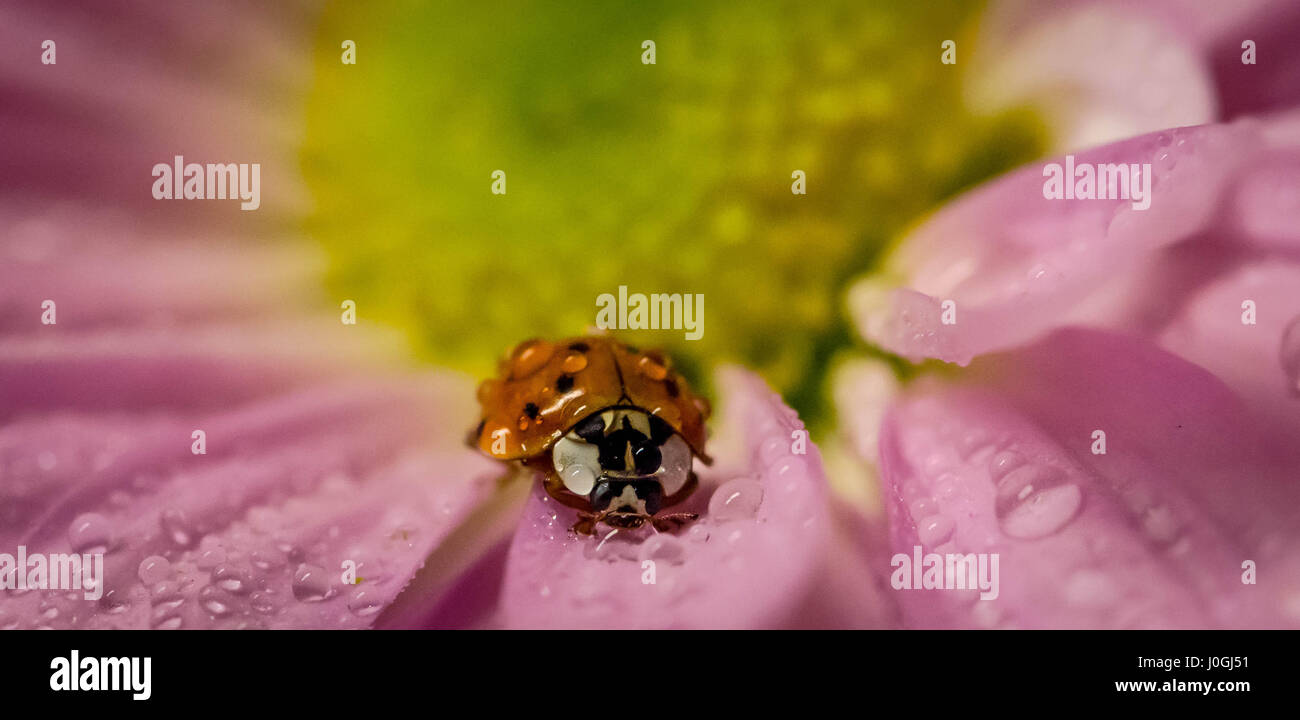 Busy insects hi-res stock photography and images - Alamy