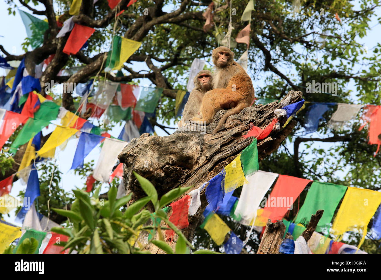 Nepal kathmandu asia old tree hi-res stock photography and images - Alamy