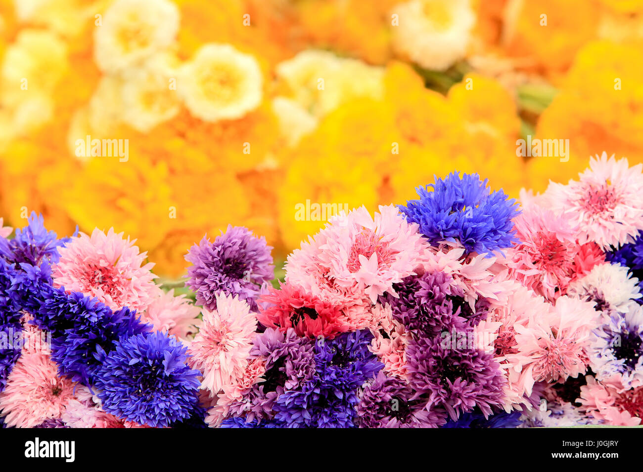 Texture of colorful cornflowers, background (Centaurea Stock Photo - Alamy