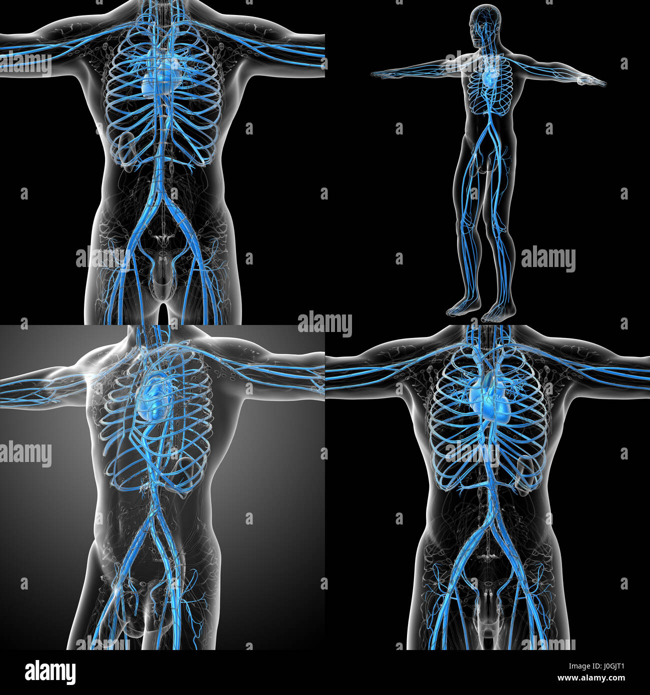 3d rendering medical illustration of the human vascular system Stock ...