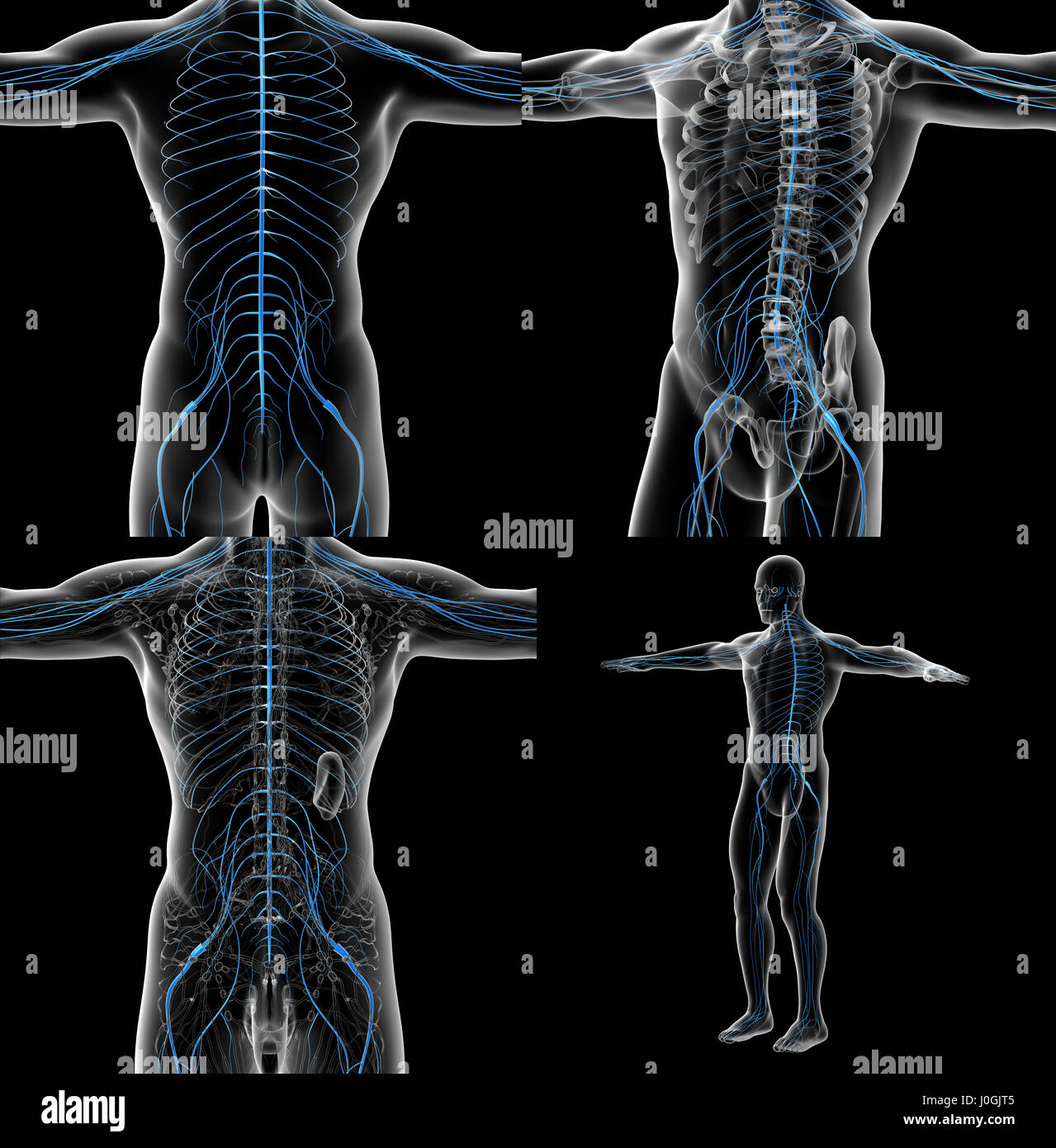 3d rendering illustration of the male nervous system Stock Photo - Alamy