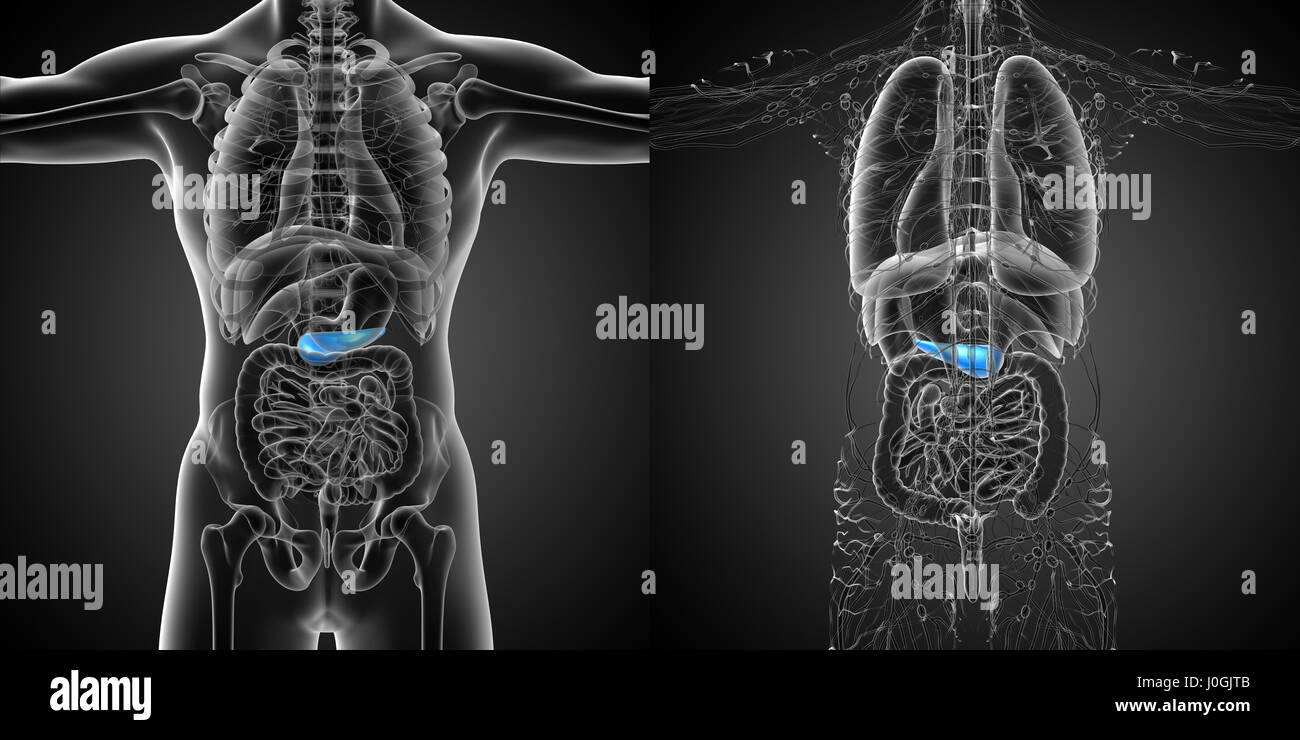 3d rendering medical illustration of the pancrease Stock Photo - Alamy