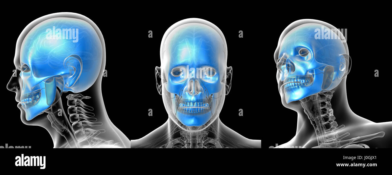 3D rendering medical illustration of the human skull Stock Photo - Alamy