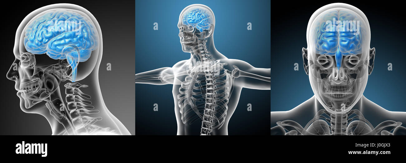 3d rendering medical illustration of the brain Stock Photo - Alamy