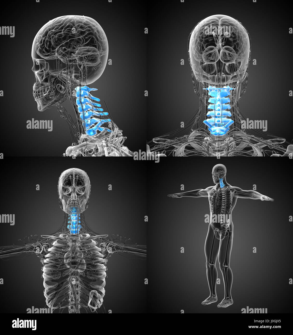 3d rendering medical illustration of the cervical spine Stock Photo - Alamy