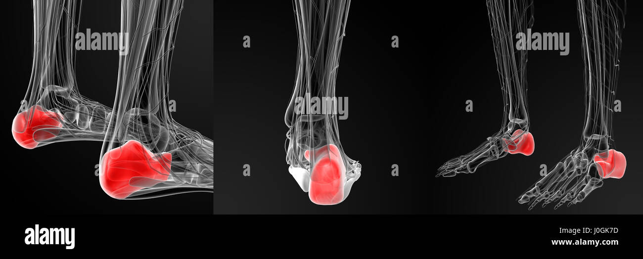 3d rendering illustration of the human calcaneus bone Stock Photo - Alamy