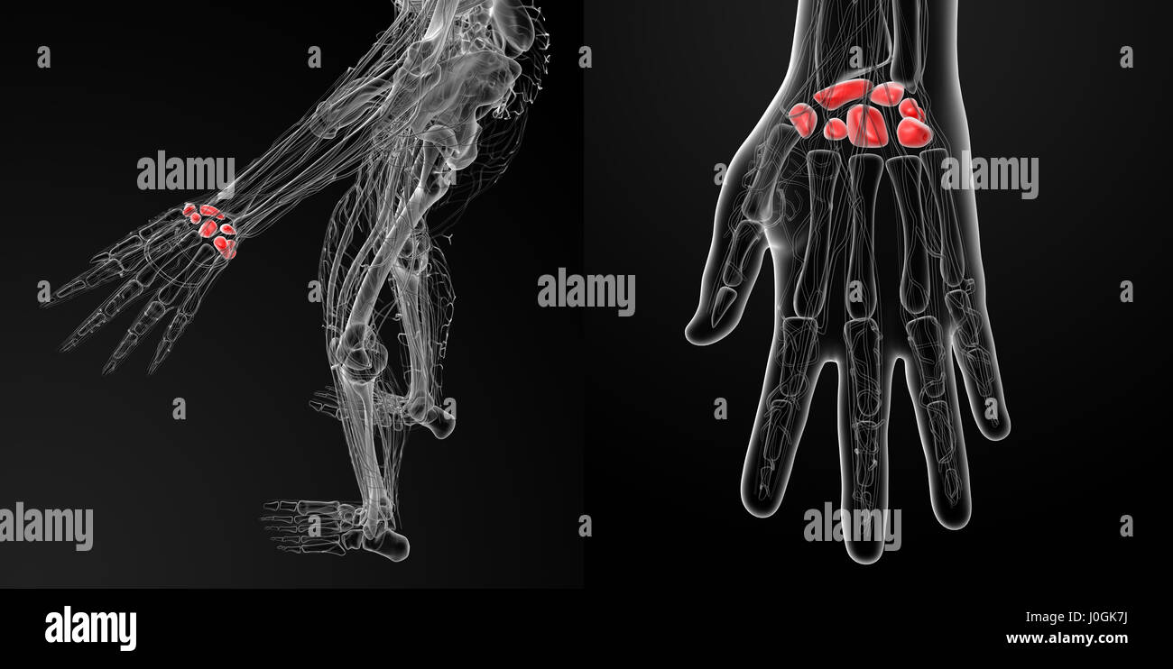 Carpal Bones Anterior View