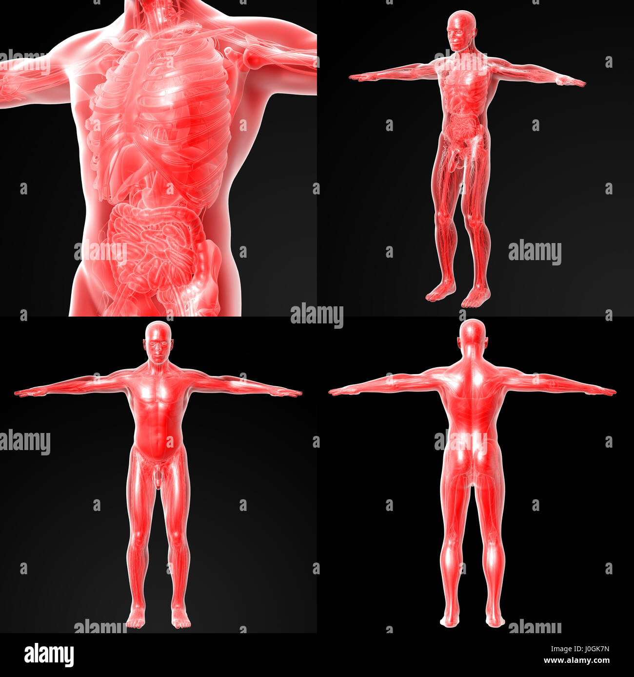 Human body organ highlighted hi-res stock photography and images - Alamy