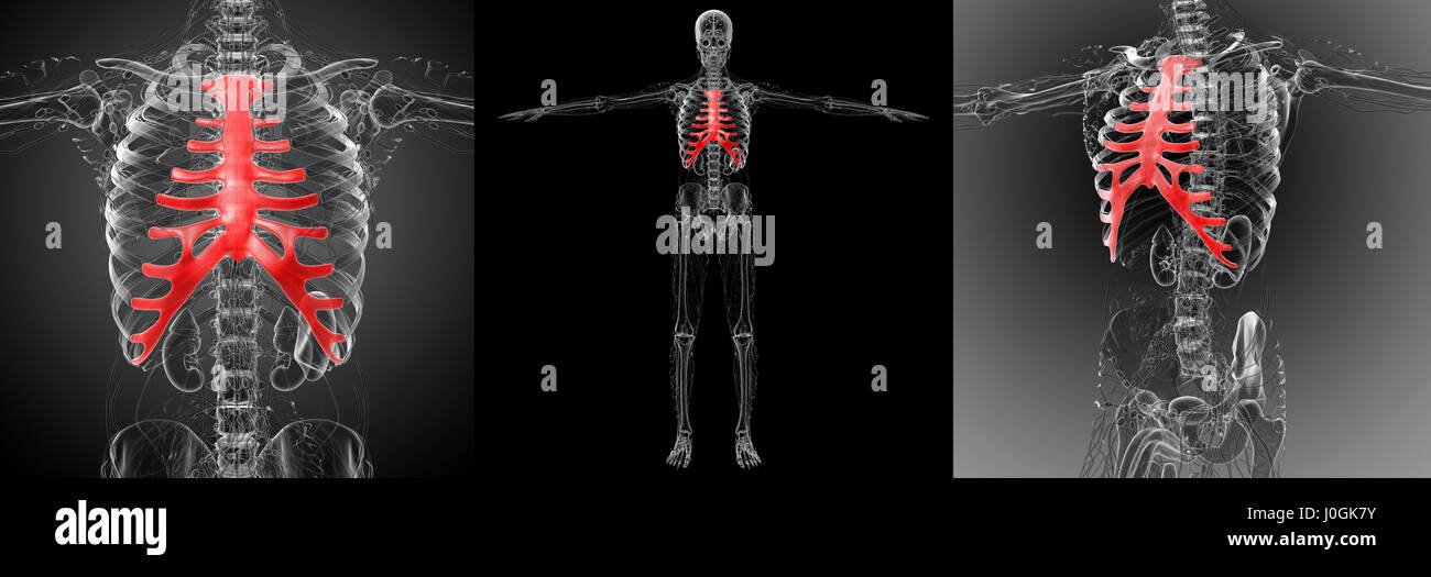 3d rendering medical illustration of the sternum and cartilage Stock ...