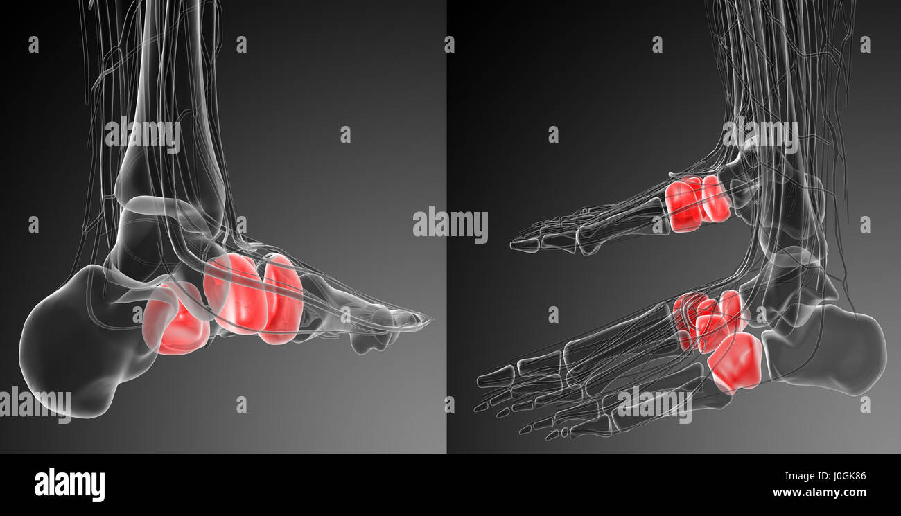 3d rendering medical illustration of the midfoot bone Stock Photo - Alamy