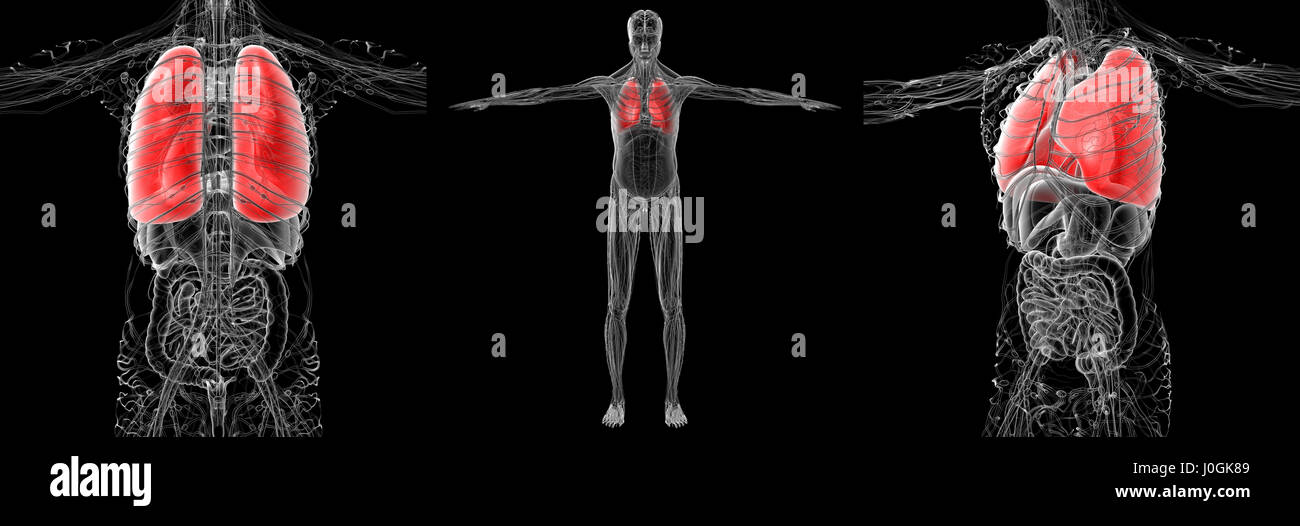 3D rendering medical illustration of the human lung Stock Photo - Alamy
