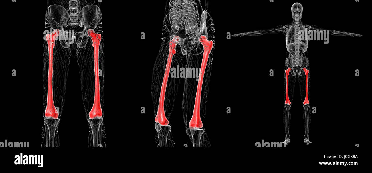 3d rendering medical illustration of the femur bone Stock Photo - Alamy