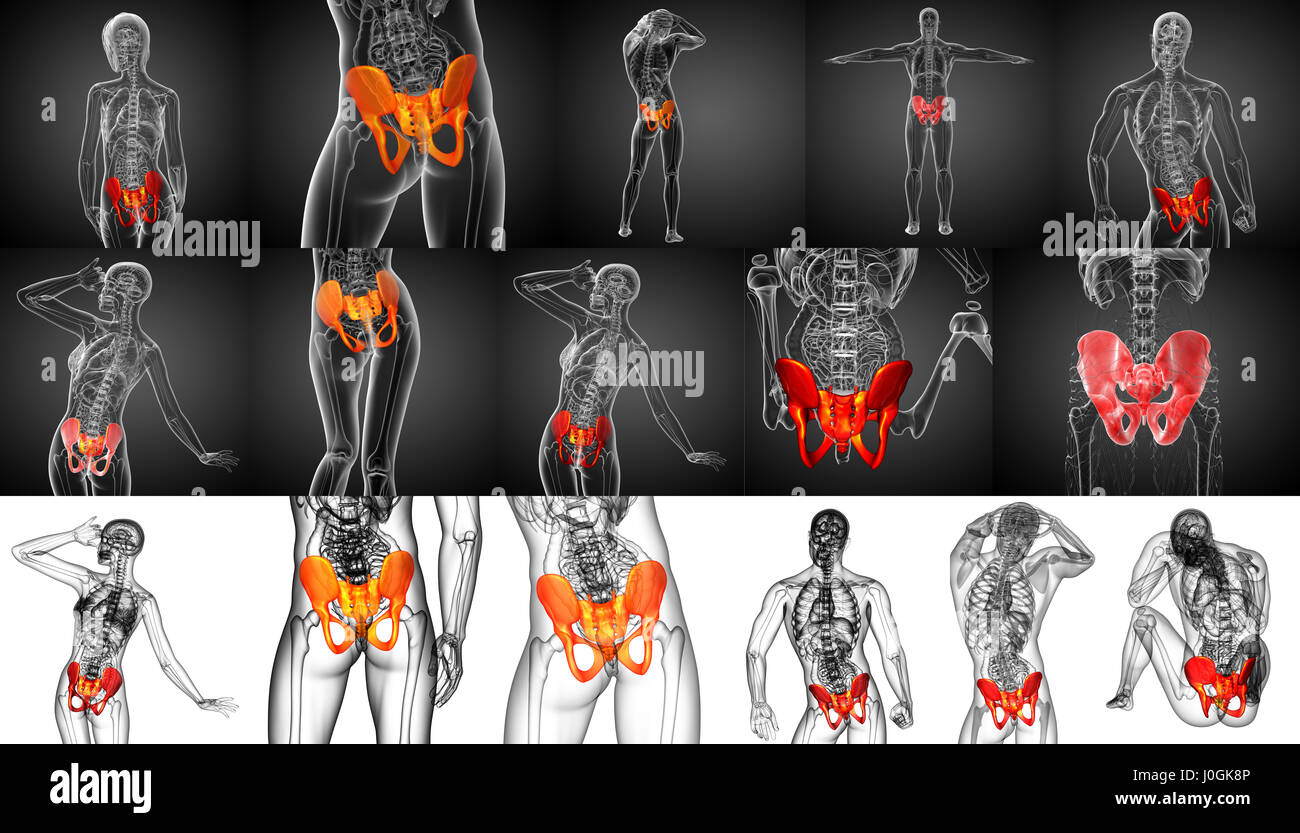 3D rendering medical illustration of the pelvis bone Stock Photo - Alamy
