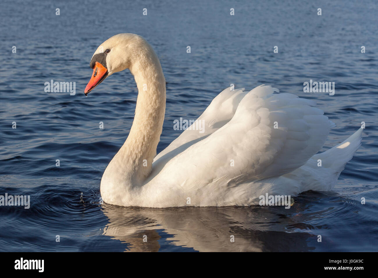White swan and blue water Stock Photo - Alamy