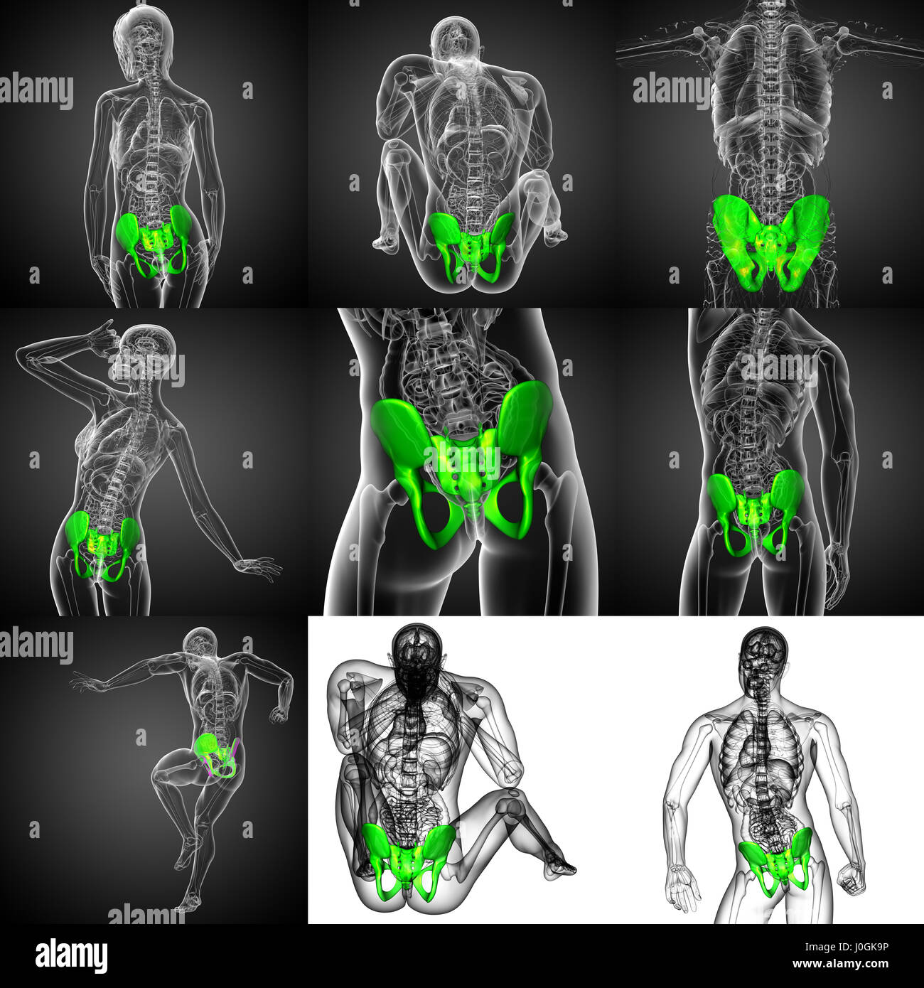 3D rendering medical illustration of the pelvis bone Stock Photo - Alamy