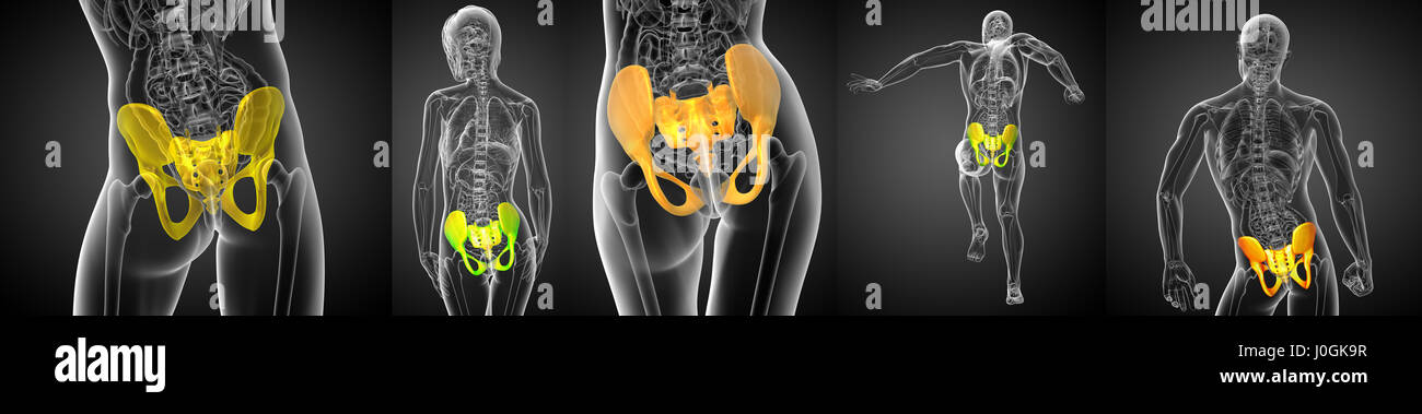 3D rendering medical illustration of the pelvis bone Stock Photo - Alamy