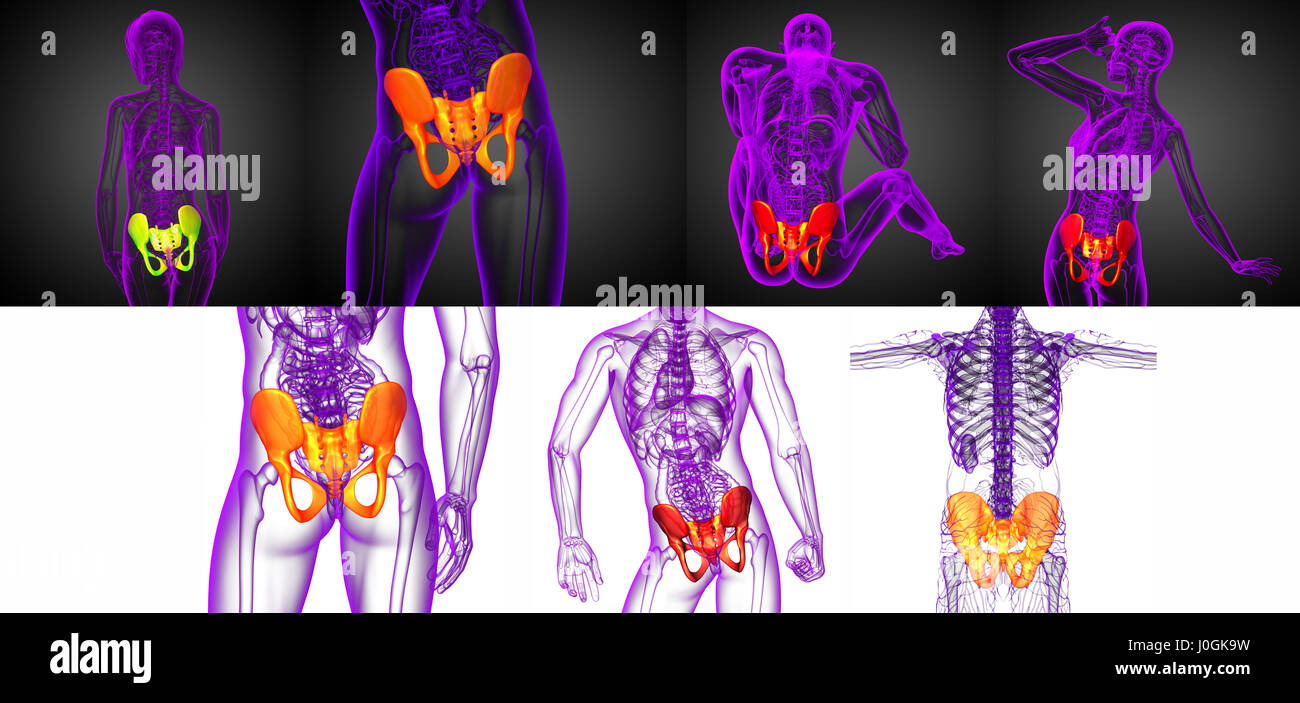 3D rendering medical illustration of the pelvis bone Stock Photo - Alamy