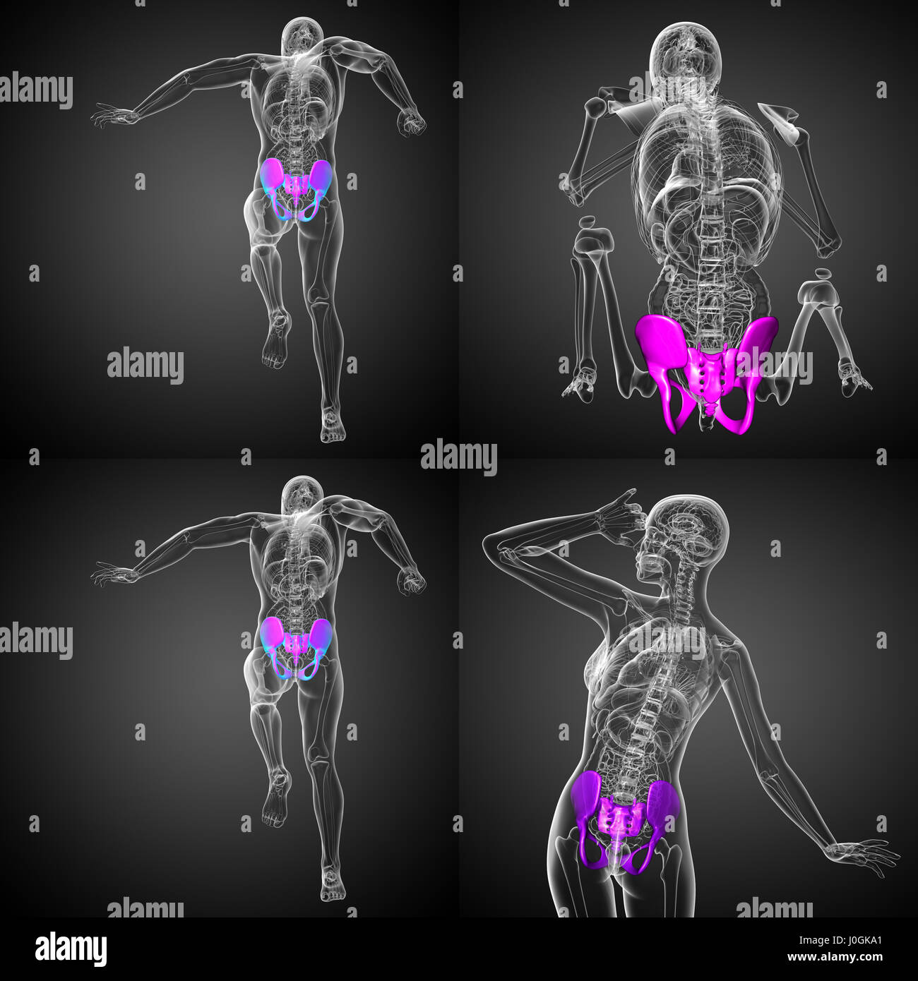 3D rendering medical illustration of the pelvis bone Stock Photo - Alamy