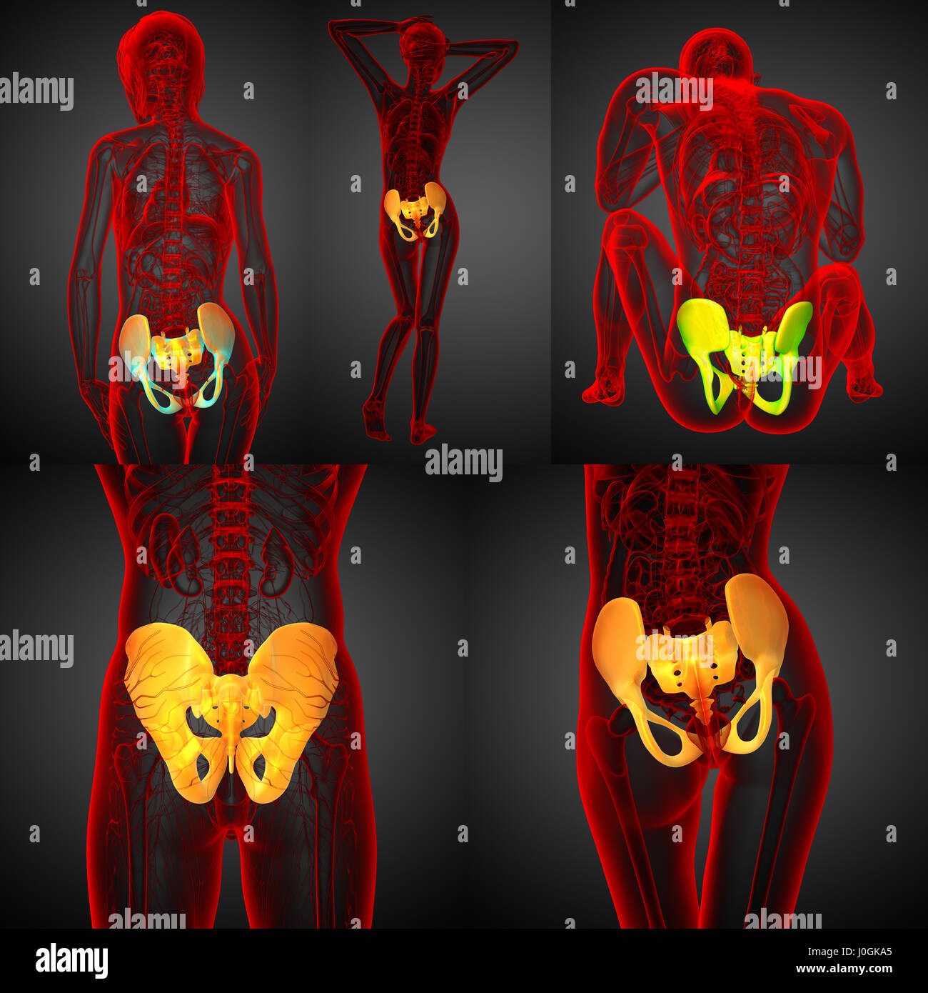 3D rendering medical illustration of the pelvis bone Stock Photo - Alamy