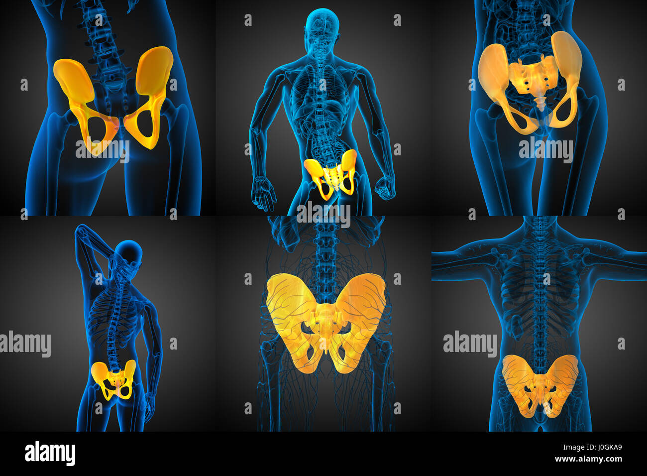 3D rendering medical illustration of the pelvis bone Stock Photo - Alamy